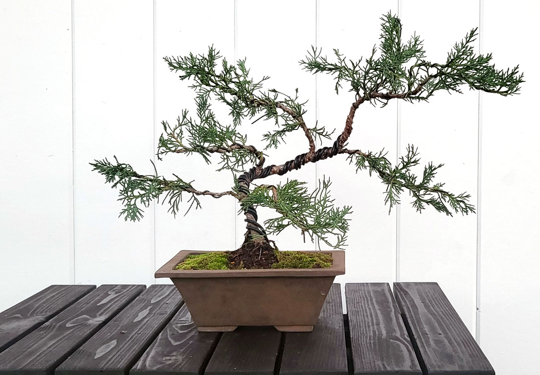 Bonsai Garden Design | Best bonsai design in Bermuda