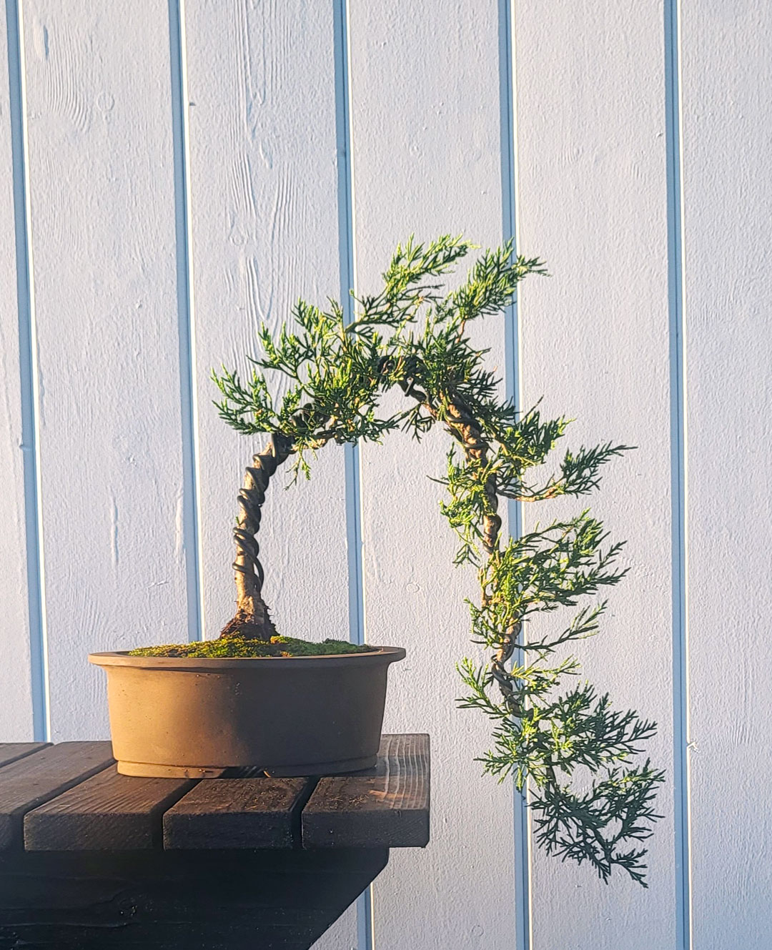 Bonsai Garden Design | Best bonsai design in Bermuda