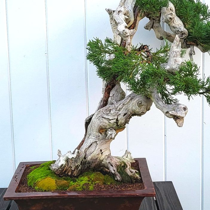 Bonsai Garden Design | Best bonsai design in Bermuda