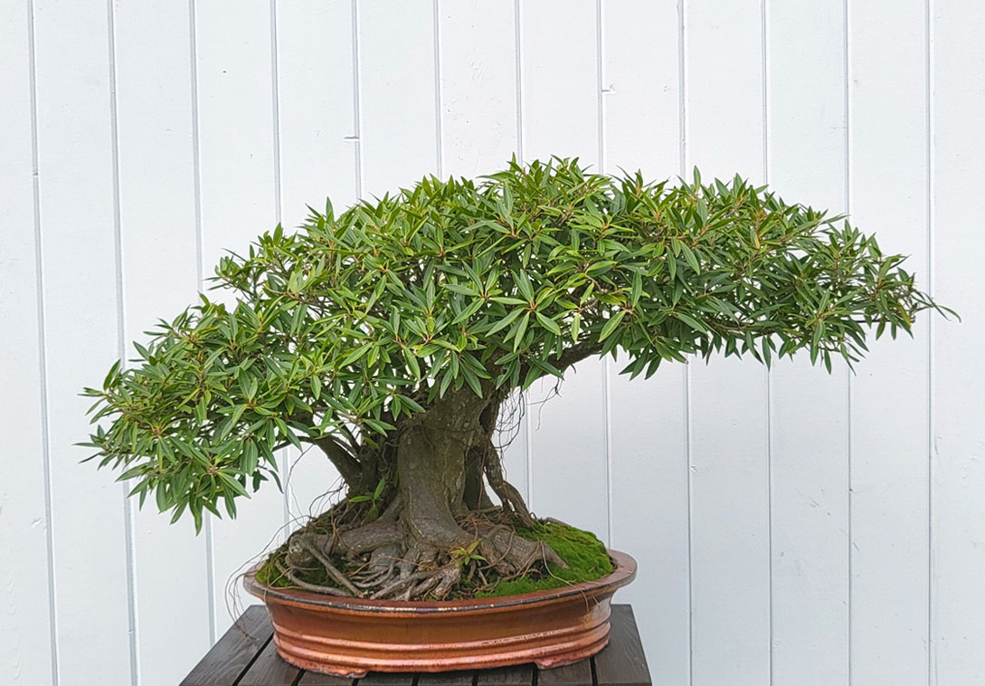 Bonsai Garden Design | Best bonsai design in Bermuda