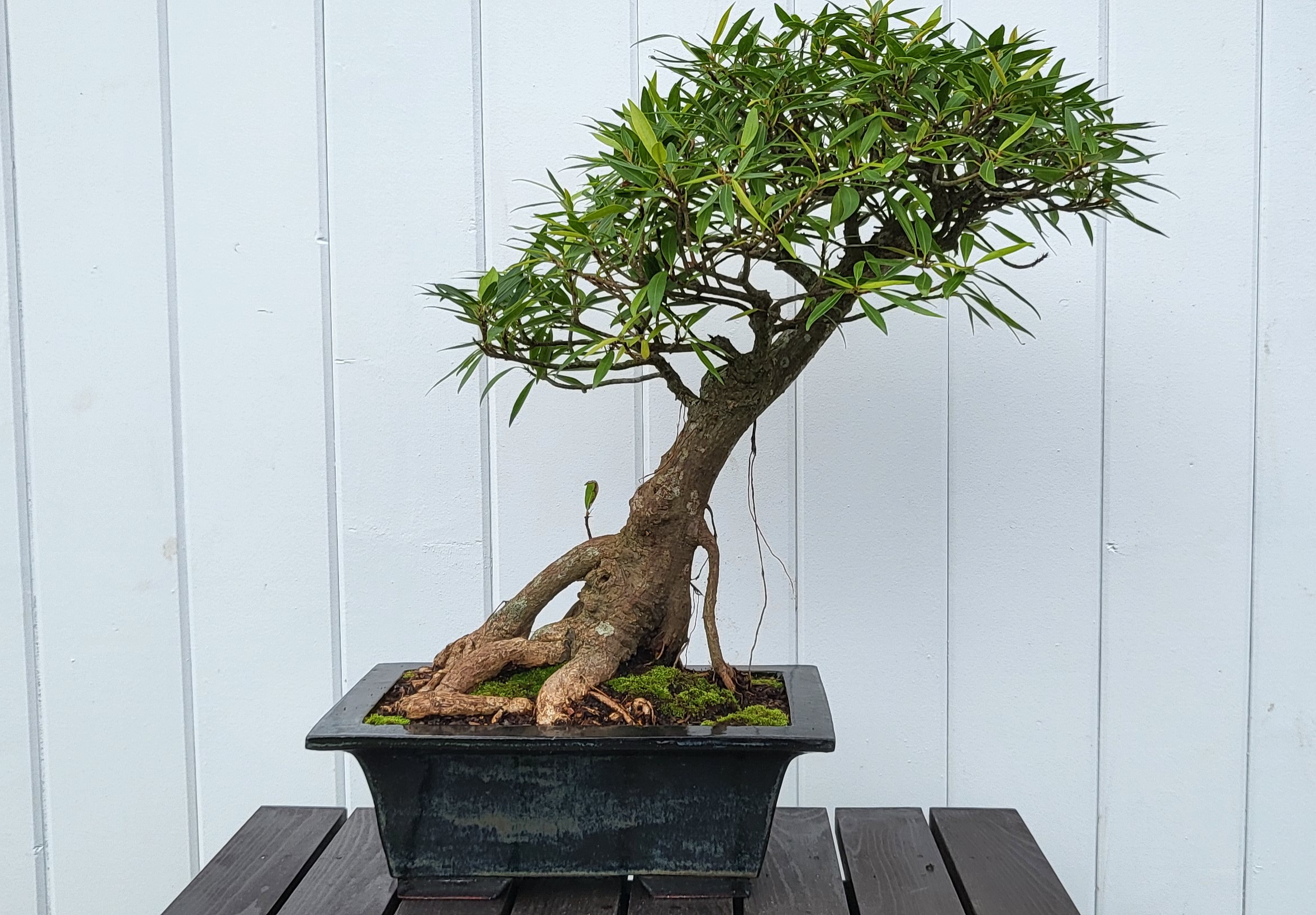 Bonsai Garden Design | Best bonsai design in Bermuda