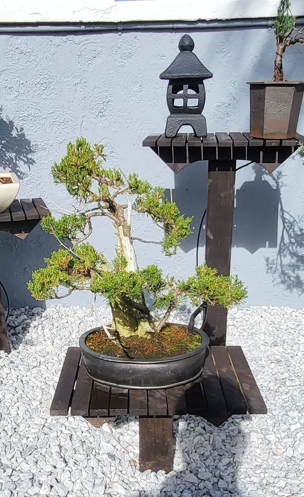 Bonsai Garden Design | Best bonsai design in Bermuda