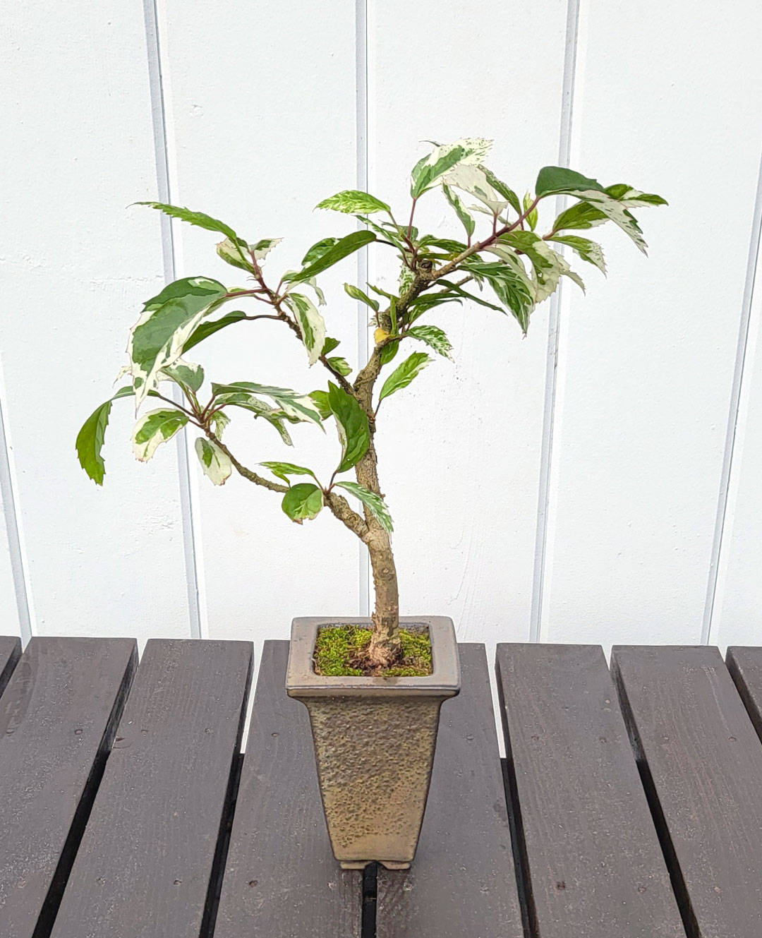 Bonsai Garden Design | Best bonsai design in Bermuda