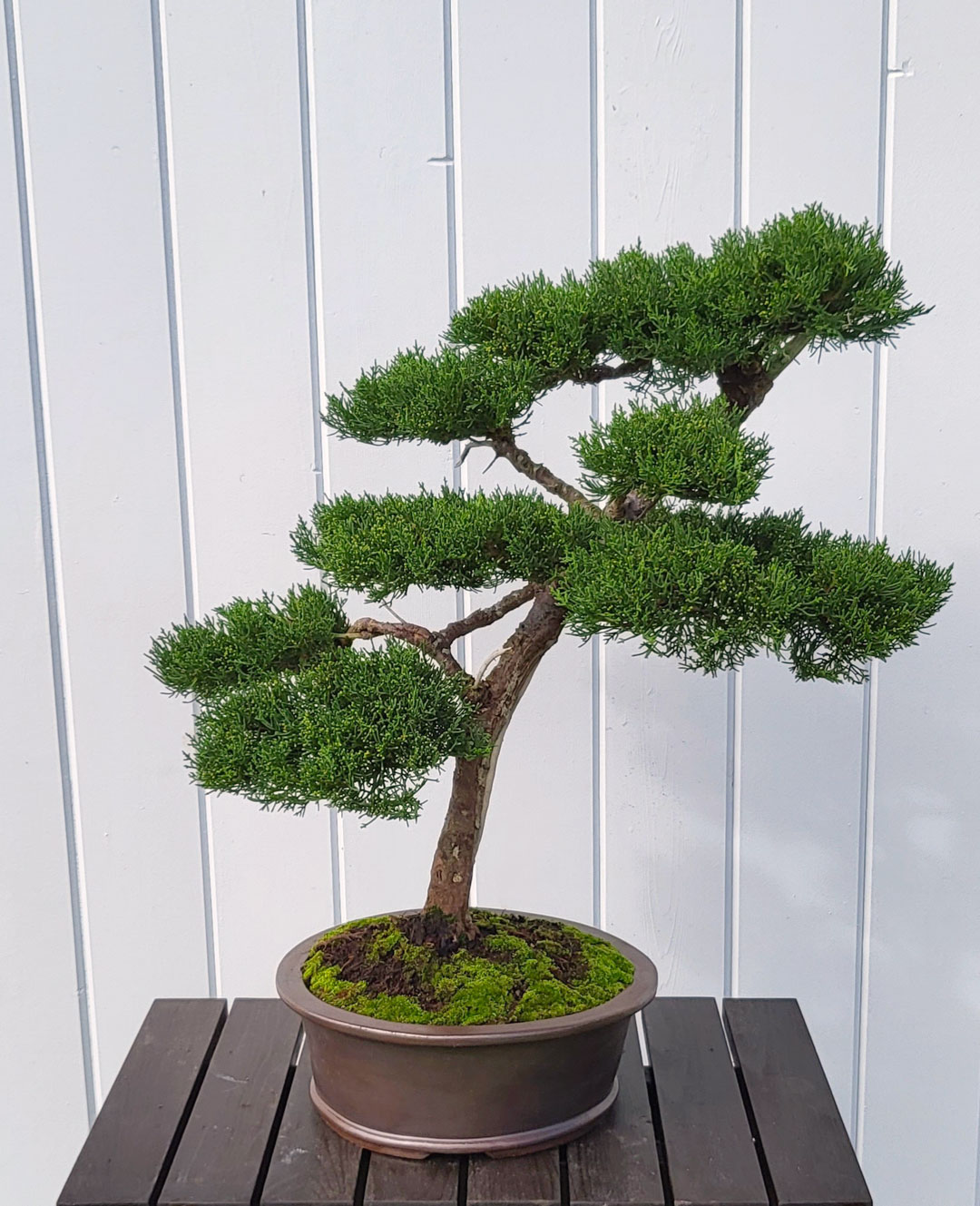 Bonsai Garden Design | Best bonsai design in Bermuda